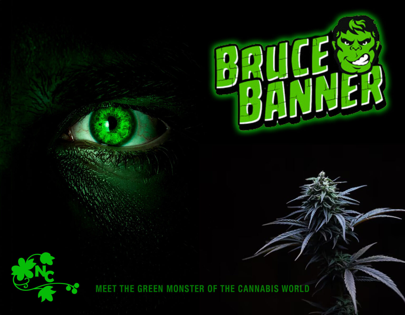 Bruce Banner "Strain Review" - Native Care